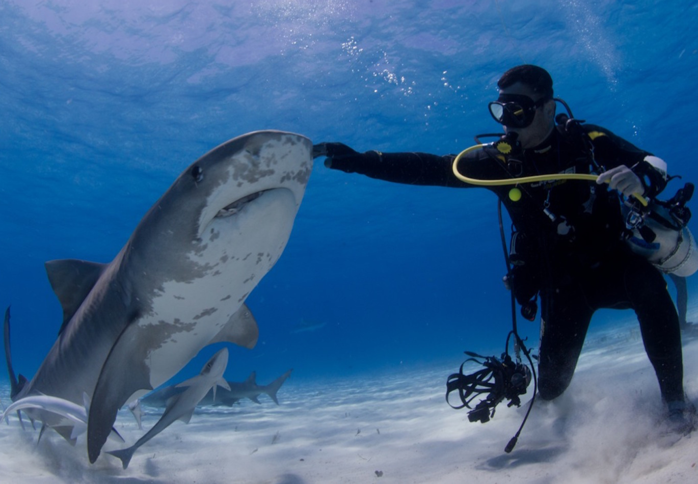 12 HORAS CON TIBURONES: RECORD EN BAHAMAS - KARLOS SIMÓN